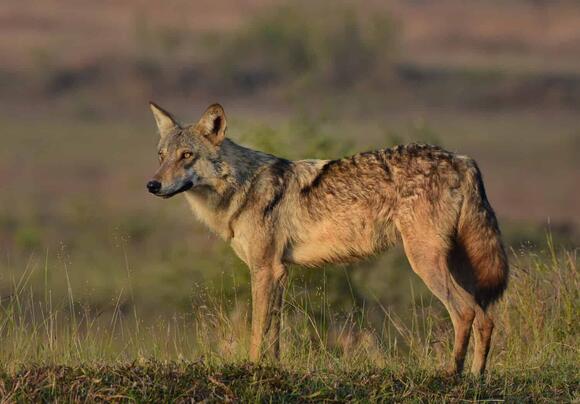 How Much Does a Wolf Weigh? Chart by Age and Gender - NewsBreak