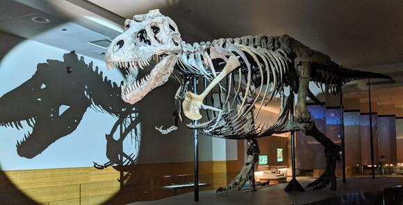 Cold Case: Evidence That Dinosaurs Experienced Snowy Climates - NewsBreak