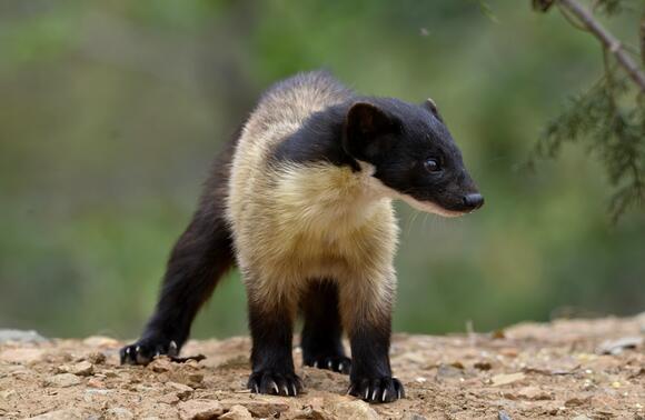 Endangered Species Making a Remarkable Comeback - NewsBreak