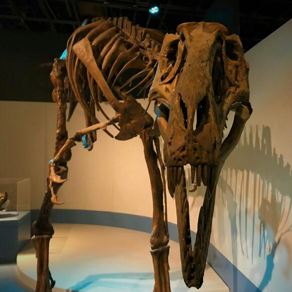8 Dinosaur Fossils That Changed Science Forever - NewsBreak