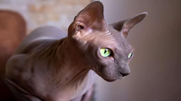 The 10 Friendliest Cat Breeds That Love Human Attention - NewsBreak