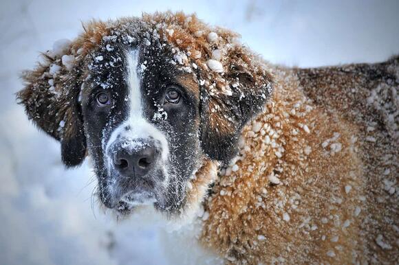 Barry the St. Bernard: The Original Rescue Dog - NewsBreak