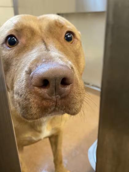 🐶 Playful, Loyal & Loving Dogs Ready for Adoption in Carrollton - NewsBreak