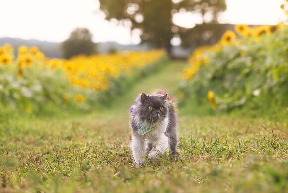 10 Cat Breeds That Love Being the Center of Attention - NewsBreak