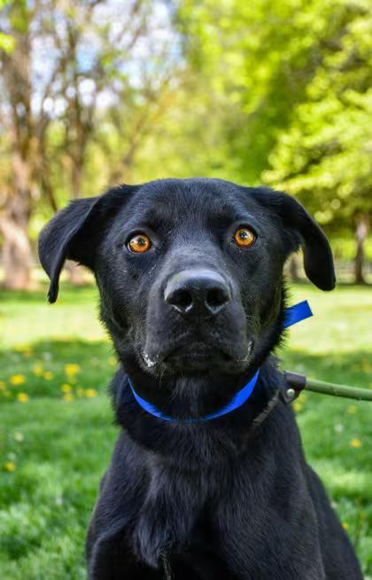 🐶 Playful, Gentle & Loyal Dogs Ready for Adoption in Yakima - NewsBreak