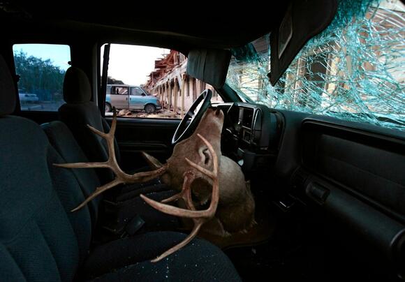 UPDATE New Data: Michigan Car – Deer Collisions By County - NewsBreak