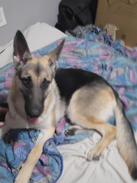 🐶 Playful, Gentle & Loyal Dogs Ready for Adoption in Houston - NewsBreak