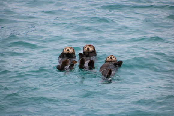 How Sea Otters Are Changing the Ecosystem in Oregon - NewsBreak