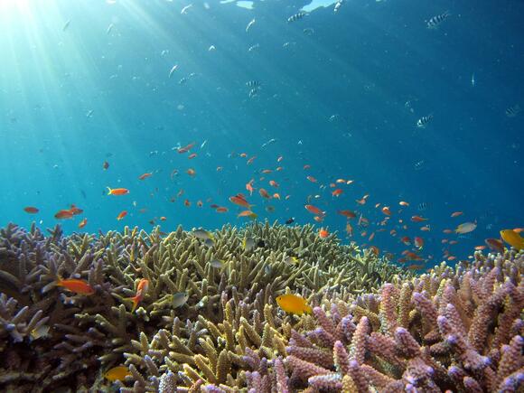 CRISPR in Marine Biology: Gene Editing to Protect Ocean Life - NewsBreak
