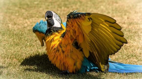 Parrots Dance to Music They Actually Like - NewsBreak