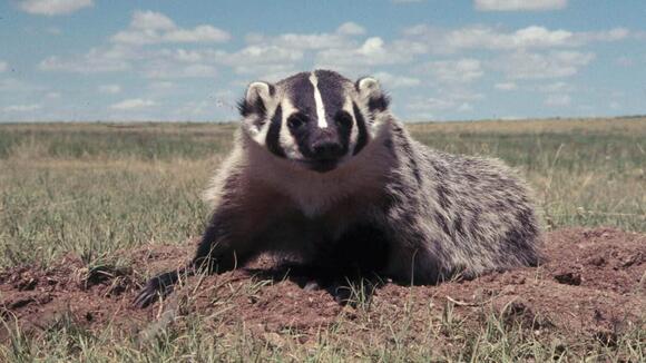 The Wild Animals That Roam the Great Plains - NewsBreak