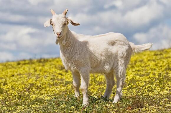 10 Largest Goat Breeds in The World - NewsBreak