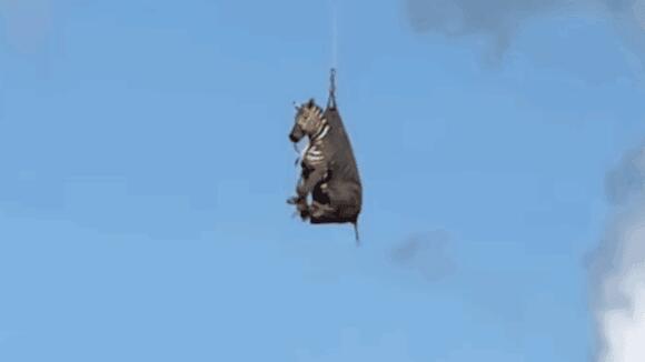 Ed the Zebra’s Great Escape - NewsBreak