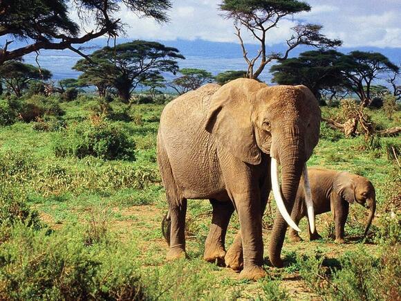 24 Facts about The Female Leaders of the Wild - NewsBreak