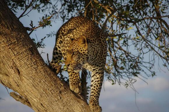 5 Wild Cat Species That Are Surprisingly Good Climbers - NewsBreak