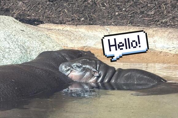 Say Hi to Hugo! John Ball Zoo’s First Baby Pygmy Hippo Is Finally on ...