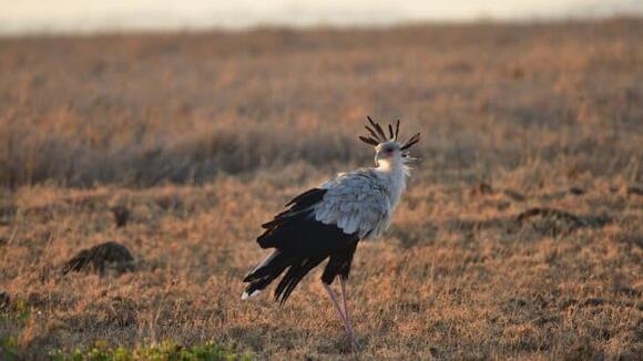 The Secretary Bird A Raptor That Hunts on Foot - NewsBreak