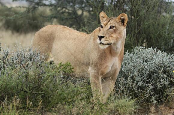 10 Heart-Stopping Moments in Big Cat Conservation History - NewsBreak