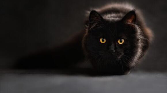 15 Ways to Keep Indoor Cats Mentally Stimulated - NewsBreak