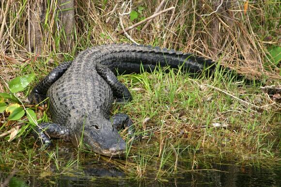 Discover Texas’s Most Dangerous Animals - NewsBreak
