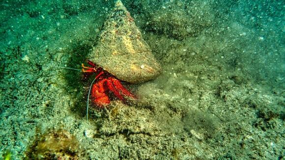 ‘It’s not over yet’: robot crab films sea creatures’ shocking reaction ...