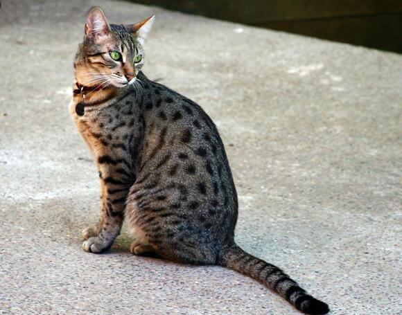 8 Cat Breeds That Would Make Good Guarding Pets - NewsBreak