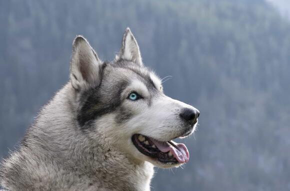 The Real Story Behind Balto’s Heroic Journey - NewsBreak