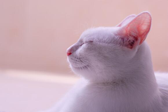 How to Communicate With Your Cat Without Saying a Word - NewsBreak