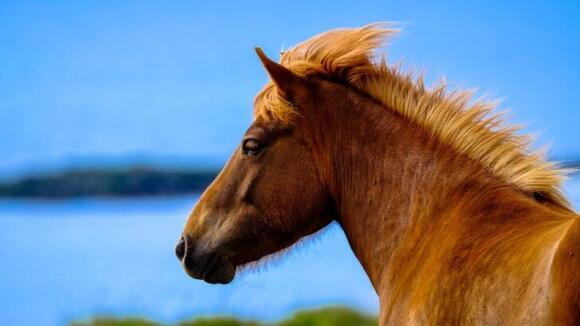 Bonded Wild Horses Reunite After Harrowing Capture, Embrace Freedom ...
