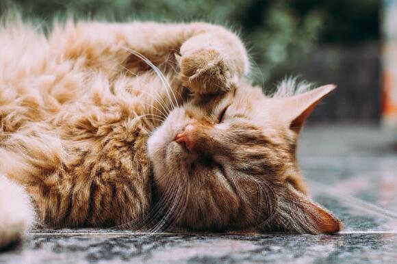 7 Things Cats Do When They’re Deeply in Love With Their Humans - NewsBreak