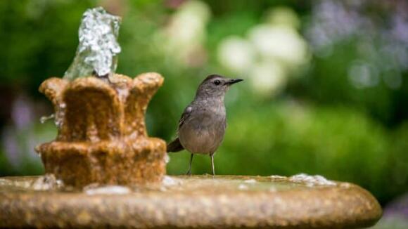 Making Your Own DIY Water Features for Garden Animals - NewsBreak