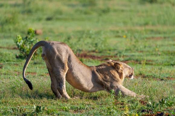 The African Lion Vs. Cape Wild Dog - NewsBreak