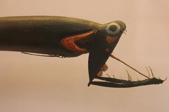 12 Weirdest Fish in the Ocean You Have Probably Never Heard Of - NewsBreak