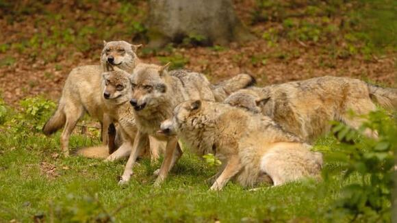 Scientists Discover the Largest Wolf Pack Roaming America - NewsBreak