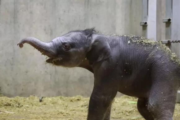 Everything You Need to Know About Missouri's Boo at the Zoo 2025 ...