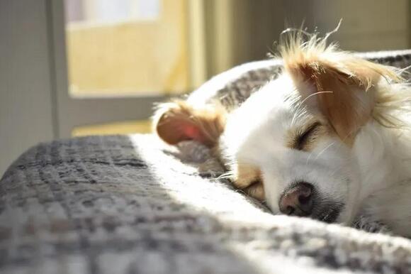 7 Subtle Ways Your Dog Is Trying to Tell You They’re in Physical Pain ...