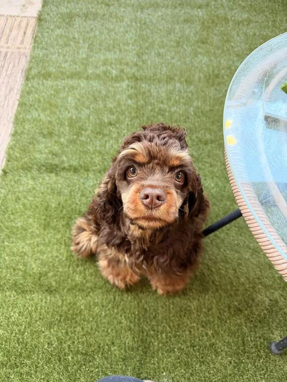 VOTE NOW: Your Cute Pet Pics Could Send You to See Ed Sheeran! - NewsBreak