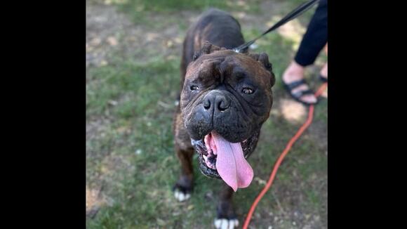 The Dog Who Stole the Show… and Still Went Home Without a Family ...