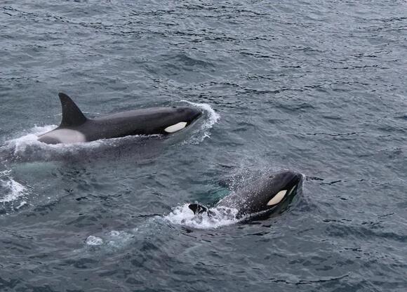 10 Orca Quirks That Will Make You Forget the Boat Attacks - NewsBreak