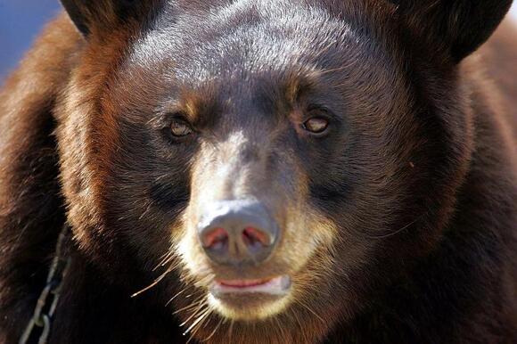 Meet The Iconic Live Animal Mascots Of College Football - NewsBreak