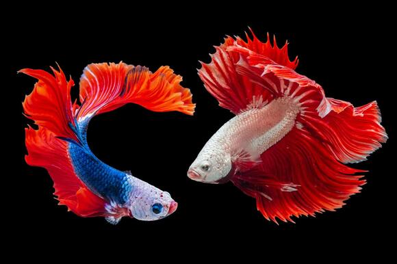 The Magic Fish That Grants Wishes in European Fairy Tales - NewsBreak
