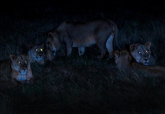 The Saber-Toothed Tiger vs. The Cave Lion — Who Really Ruled the Ice ...
