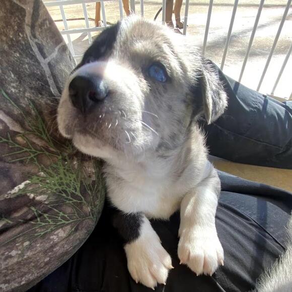 🐶 Playful, Gentle & Loyal Dogs Ready for Adoption in Huntsville - NewsBreak