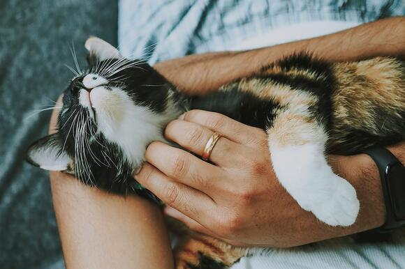 15 Ways Cats Say “I Love You” That Don’t Involve Purring - NewsBreak