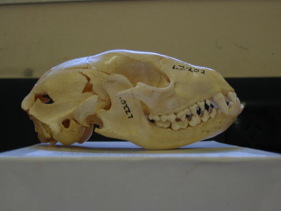 10 Common Animal Skulls Found in the Wild (And What They Mean) - NewsBreak