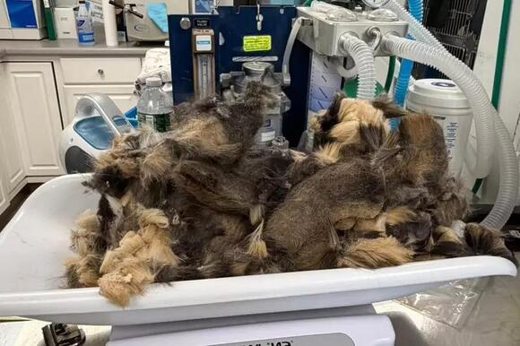 Shelter workers are horrified at condition of surrendered cat: "A case ...