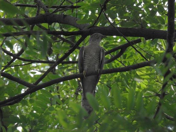 Symbiosis or Sabotage? When Species Relationships Get Complicated ...