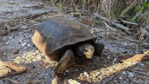 Why Tortoises Live So Long and What Their Slowness Has to Do With It ...
