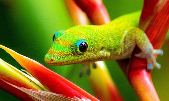 Geckos have a hidden ‘sixth sense’ that’s challenging our grasp of ...