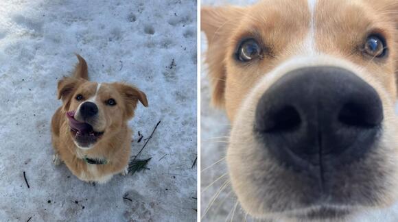Meet Cody: The Sweet & Goofy 1-Year-Old Pup Who Will Keep You Smiling ...